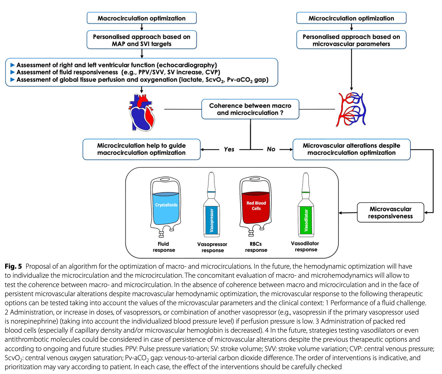 大循環だけじゃない！微小循環の重要性