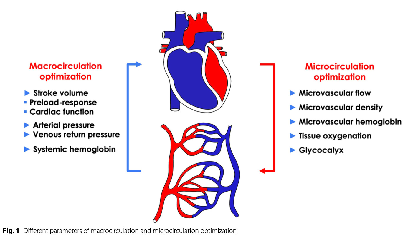 大循環だけじゃない！微小循環の重要性